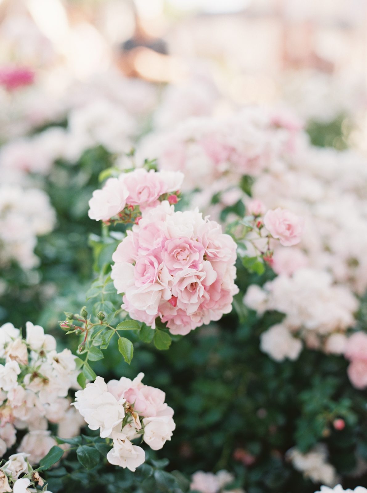 French Riviera Travel Guide + Photo Journal - laurenfairphotographyblog.com